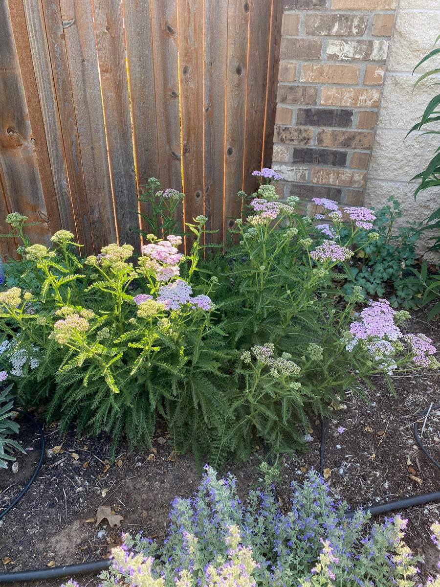 Achillea millefolium - Summer Berries Yarrow Mix – Canyon's Edge Plants