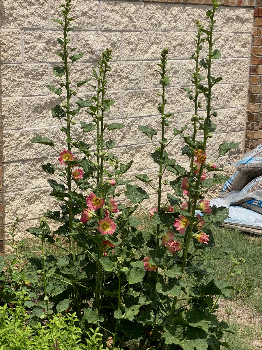 Alcea rosea - HOLLYHOCK- APRICOT HALO SERIES – Canyon's Edge Plants