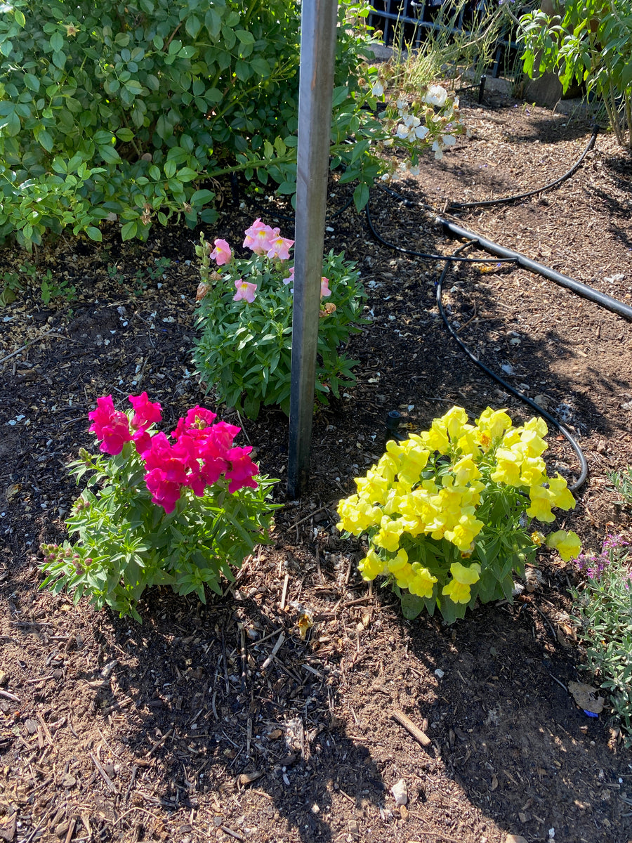 Antirrhinum majus - SNAPDRAGON 'MONTEGO' yellow – Canyon's Edge Plants