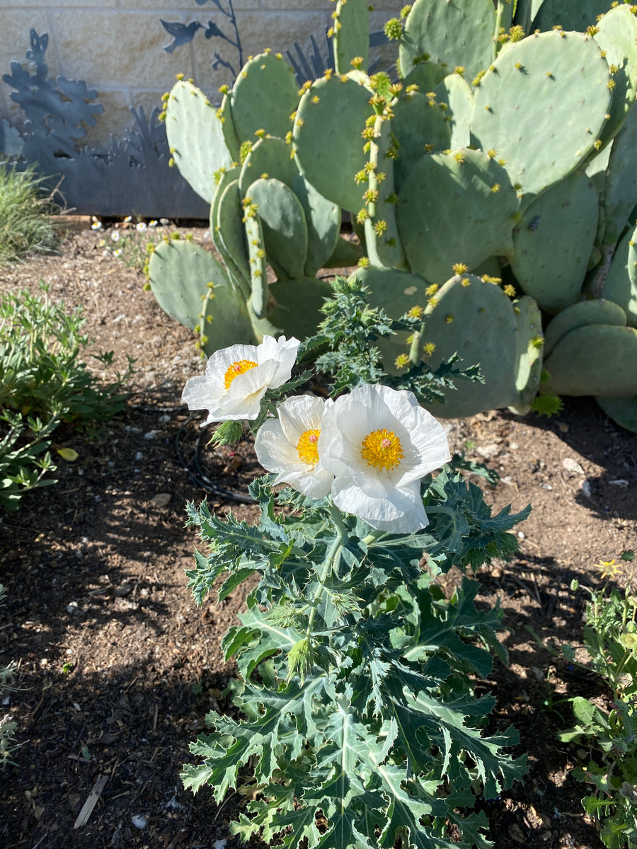 Argemone polyanthemos - White Prickly Poppy – Canyon's Edge Plants