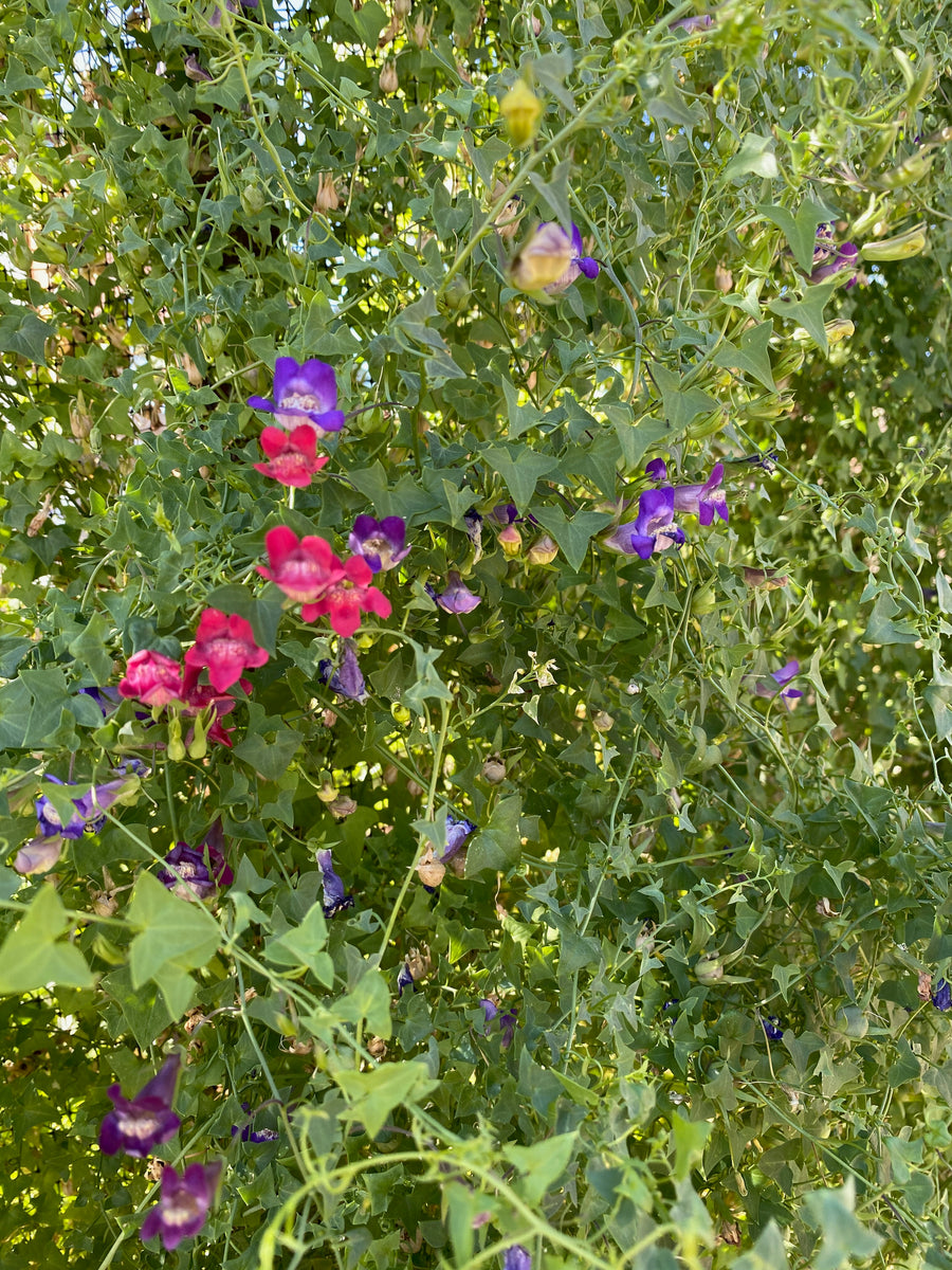 Asarina antirrhiniflora - Snapdragon Vine mix – Canyon's Edge Plants