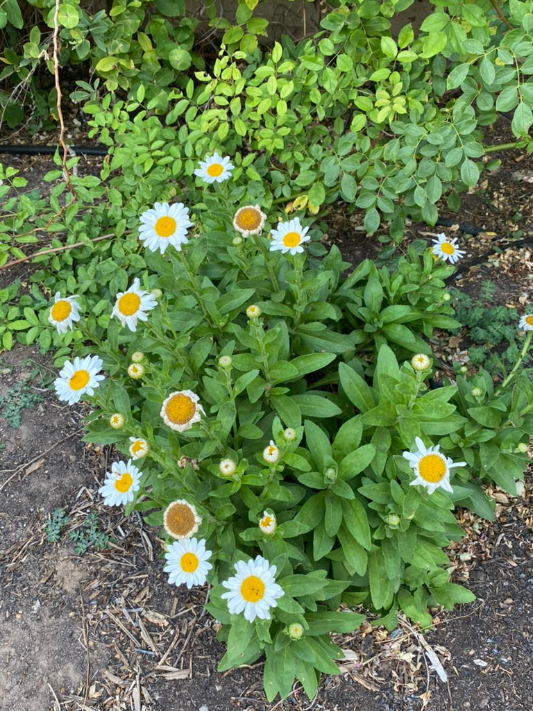 Leucanthemum x superbum - Brightside Shasta Daisy – Canyon's Edge Plants