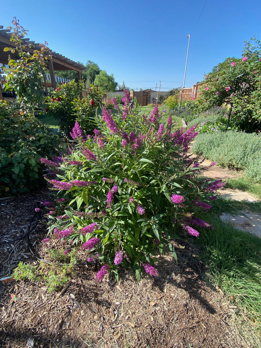 Buddleia ‘BUZZ MAGENTA IMPROVED’ - DWARF BUTTERFLY BUSH – Canyon's Edge ...