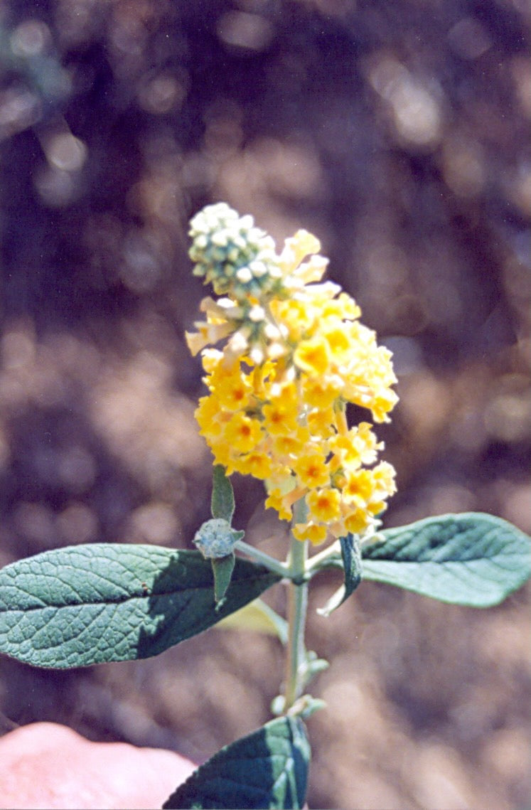 BUDDLEIA X weyerana 'Golden Glow' - BUTTERFLY BUSH – Canyon's Edge Plants