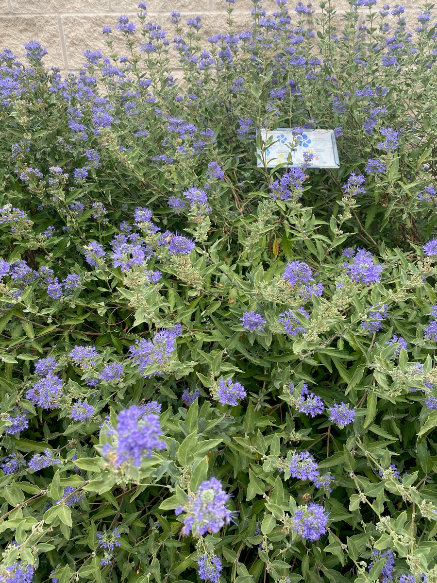 Caryopteris x clandonensis - BLUE MIST SPIREA 'Dark Knight' – Canyon's ...