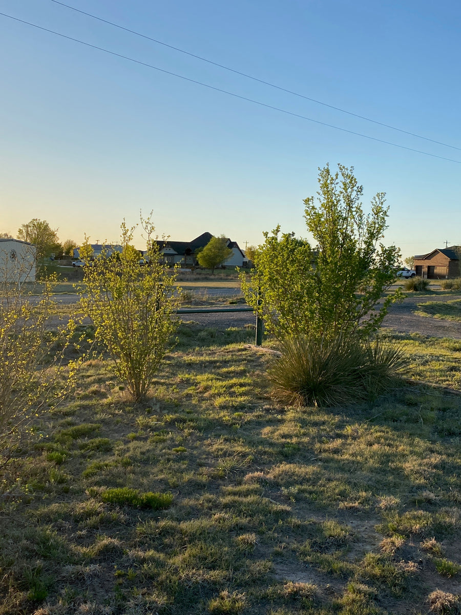 Foresteria pubescens - Elbow Bush – Canyon's Edge Plants