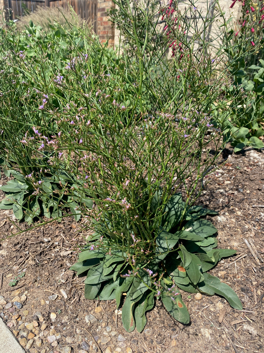 Limonium - Dazzle Rocks – Canyon's Edge Plants