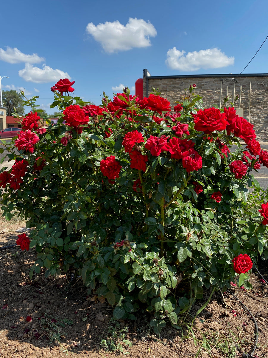 Rose - Sunbelt Series Desmond Tutu – Canyon's Edge Plants