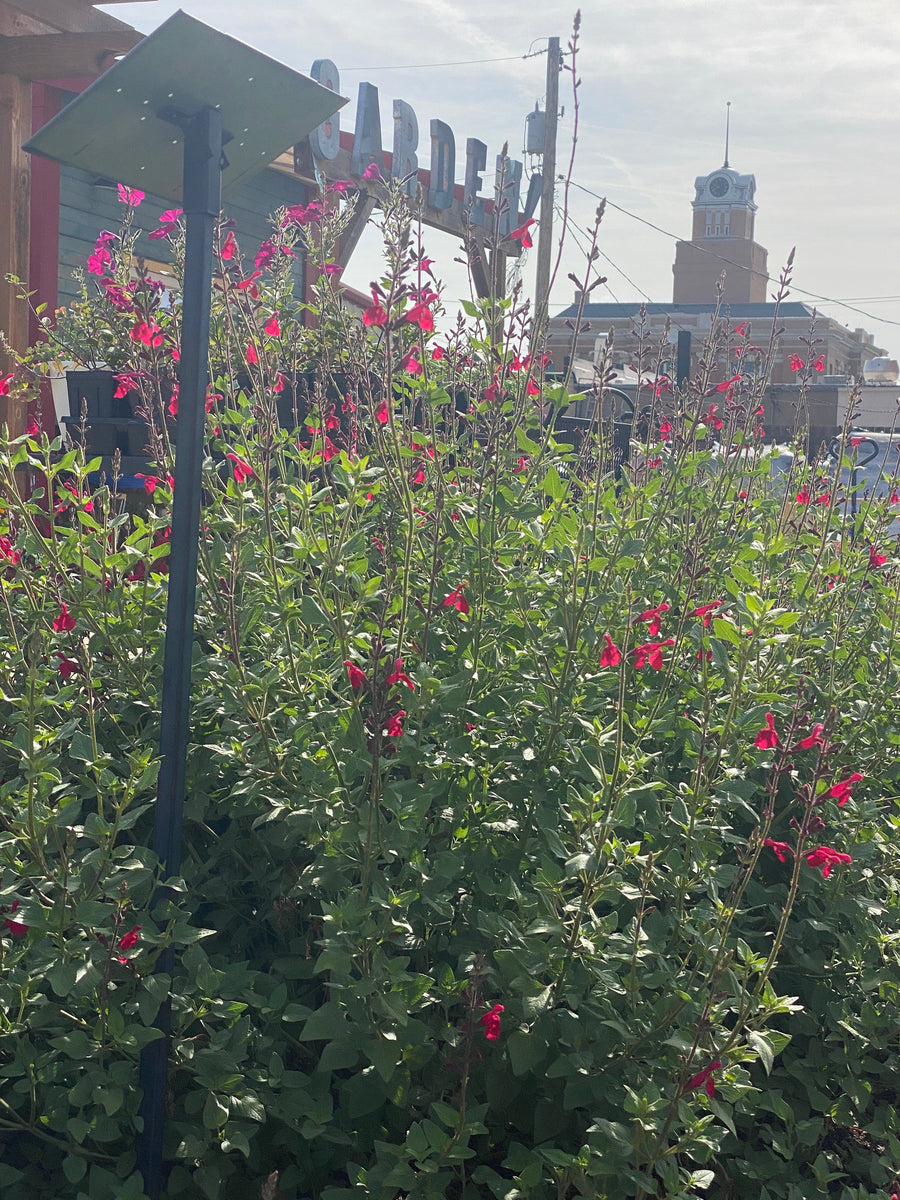 Salvia darcyi x microphylla - Windwalker® - Royal Red Salvia Plant Sel ...