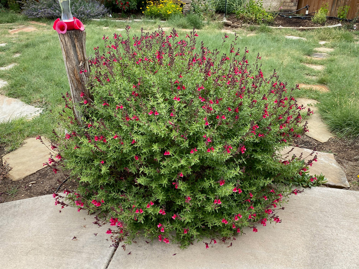 Salvia greggii - Furman's Red Autumn Sage Plant Select® – Canyon's Edge ...