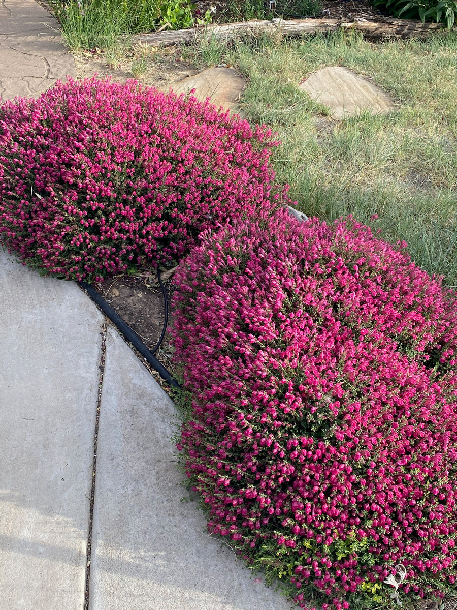 Scutellaria suffrutescens - Cherry Skullcap – Canyon's Edge Plants