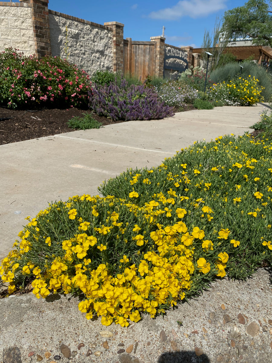 Zinnia grandiflora - Prairie Zinnia – Canyon's Edge Plants