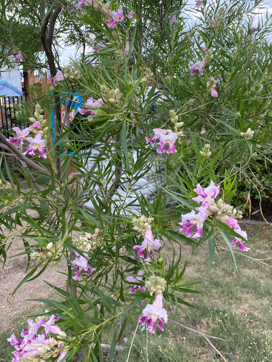Chilopsis linearis - DESSERT WILLOW – Canyon's Edge Plants