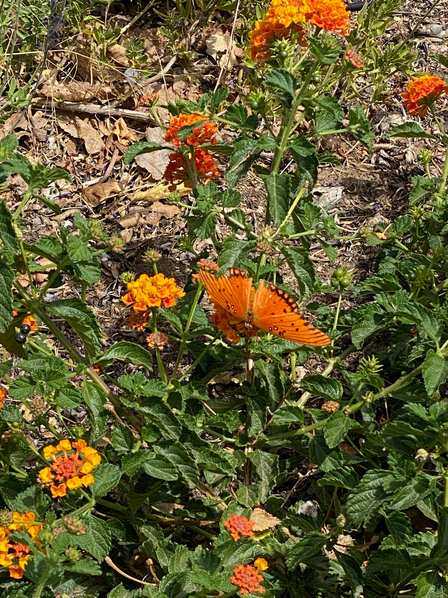 Lantana - RADIATION – Canyon's Edge Plants