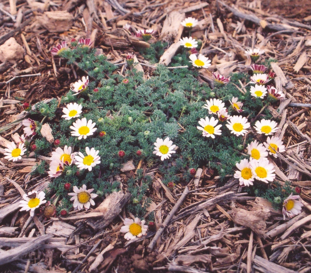Anacyclus depressus - Mat Daisy Spring Carpet – Canyon's Edge Plants