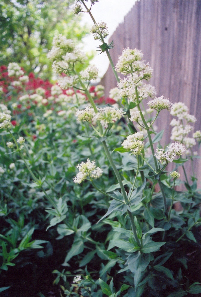 Centranthus ruber alba - White Jupiters Beard – Canyon's Edge Plants