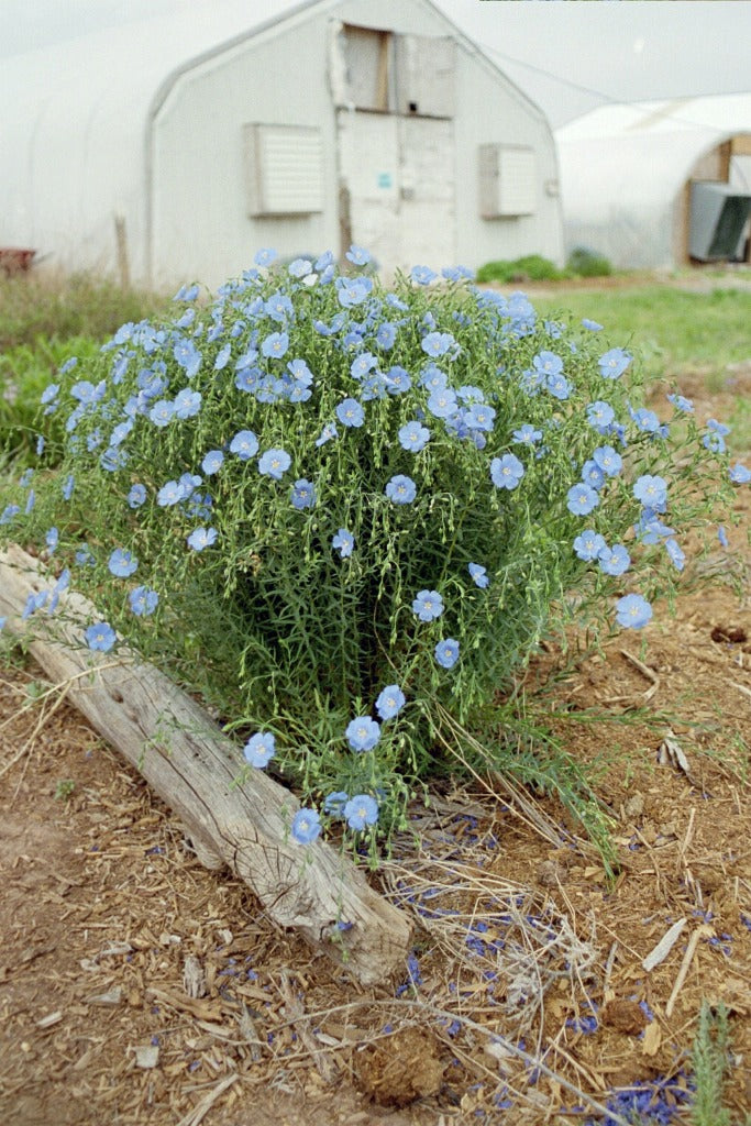 Linum perenne lewisii - Blue Flax – Canyon's Edge Plants