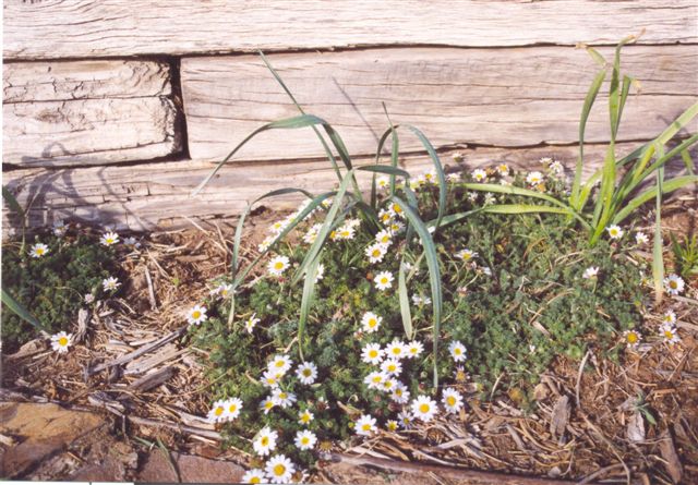 Anacyclus depressus - Mat Daisy Spring Carpet – Canyon's Edge Plants